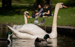 Mute Swan | The Animal Facts | Appearance, Behavior, Habitat, Diet