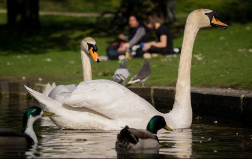 Mute Swan | The Animal Facts | Appearance, Behavior, Habitat, Diet