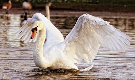 Mute Swan | The Animal Facts | Appearance, Behavior, Habitat, Diet