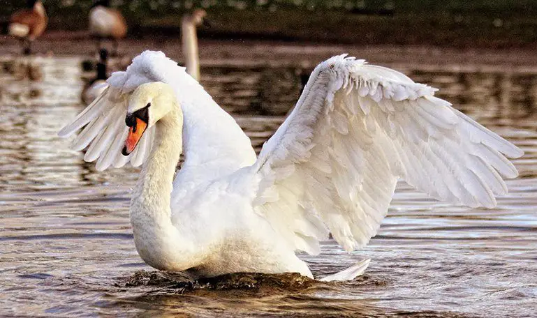 Mute Swan | The Animal Facts | Appearance, Behavior, Habitat, Diet