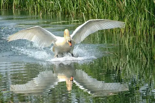 Mute Swan | The Animal Facts | Appearance, Behavior, Habitat, Diet