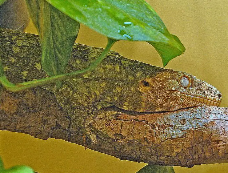 Crested Gecko | The Animal Facts | Appearance, Diet, Habitat, Behavior