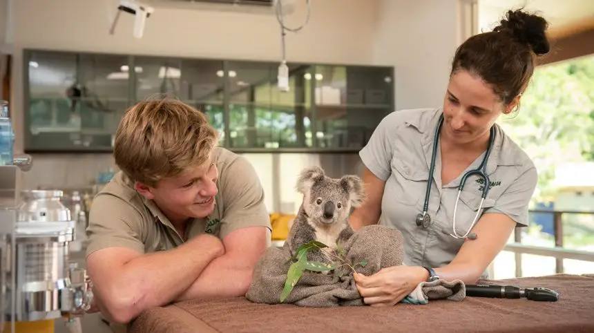 Australia Zoo Open Intensive Care Ward for Koalas | The Animal Facts