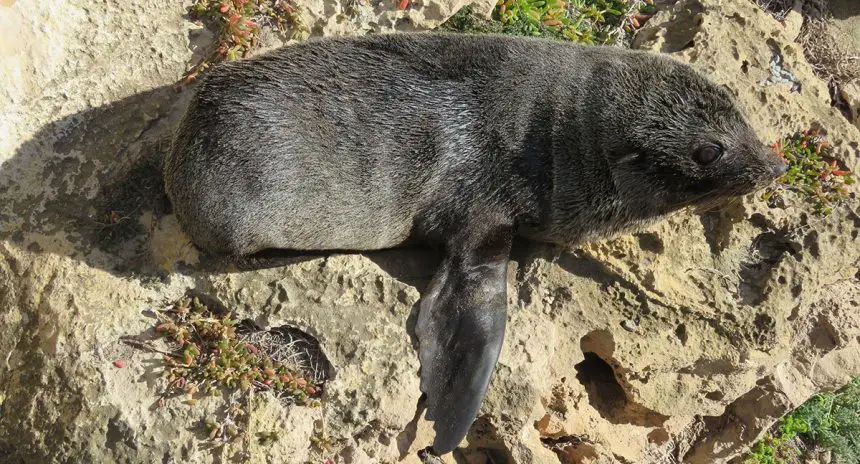 New Zealand Fur Seal - The Animal Facts - Appearance, Diet, Habitat