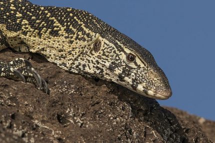 Nile Monitor | The Animal Facts | Habitat, Appearance, Diet, More!