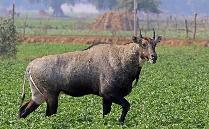 Nilgai | The Animal Facts