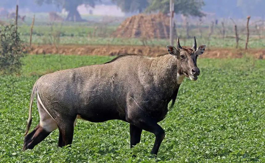 Nilgai | The Animal Facts