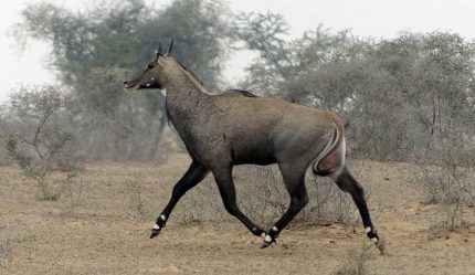 Nilgai | The Animal Facts