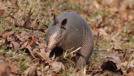 Nine-Banded Armadillo | The Animal Facts | Appearance, Diet, Habitat