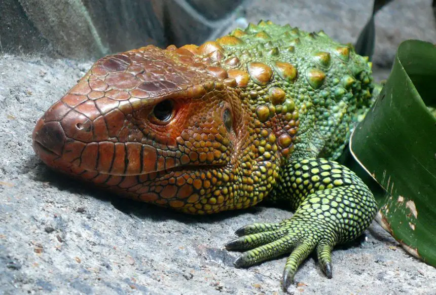 Northern Caiman Lizard - The Animal Facts - Appearance, Diet, Habitat