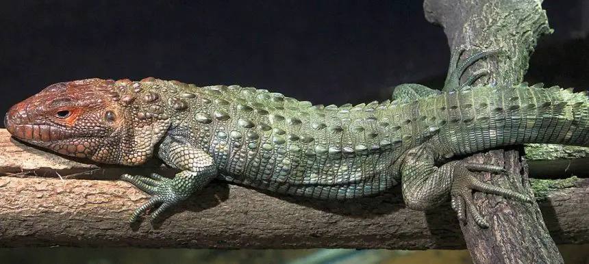 Northern Caiman Lizard - The Animal Facts - Appearance, Diet, Habitat