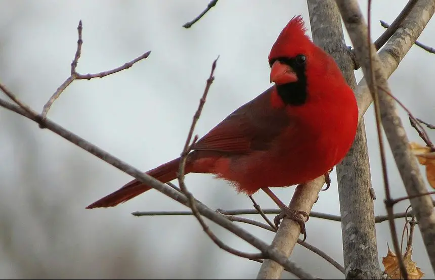 Northern Cardinal | The Animal Facts | Appearance, Diet, Behavior