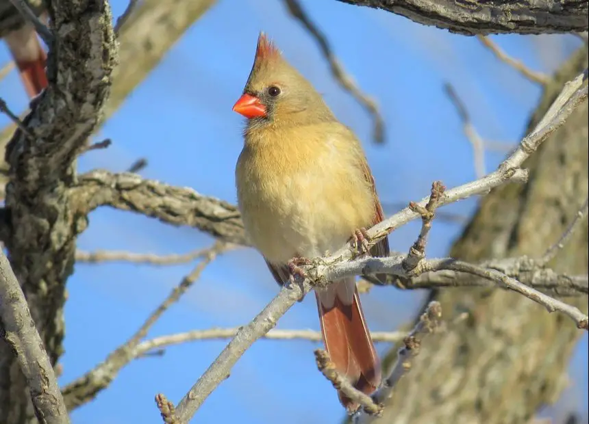 Northern Cardinal | The Animal Facts | Appearance, Diet, Behavior