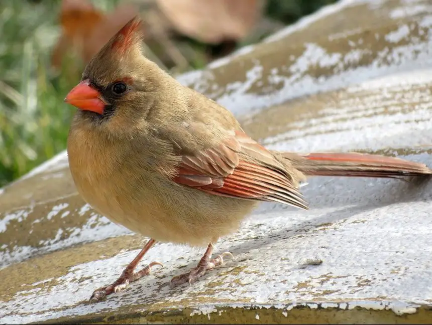 Northern Cardinal | The Animal Facts | Appearance, Diet, Behavior