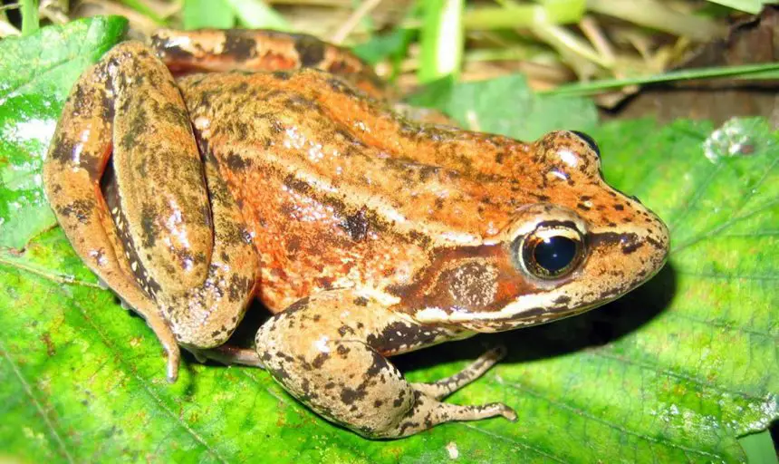 Northern Red-Legged Frog - The Animal Facts - Appearance, Diet, Habitat