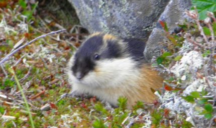 Norway Lemming | The Animal Facts | Appearance, Diet, Habitat, Lifespan