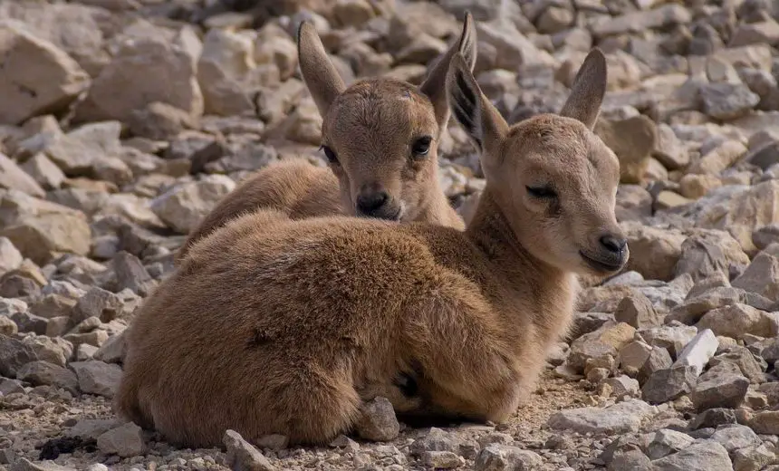 Nubian Ibex | The Animal Facts | Appearance, Diet, Habitat, Behavior