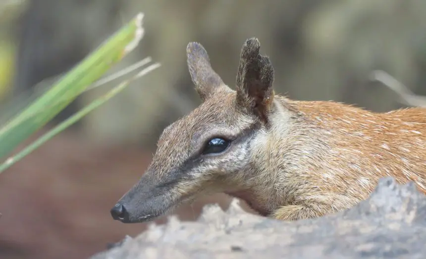 Numbat | The Animal Facts | Appearance, Diet, Habitat, Behavior, Lifespan