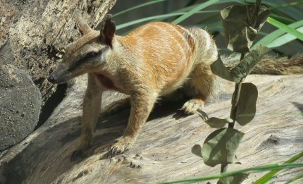 Numbat | The Animal Facts | Appearance, Diet, Habitat, Behavior, Lifespan