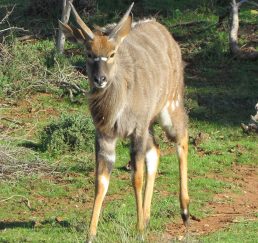 Nyala | The Animal Facts | Habitat, Diet, Appearance, Behavior