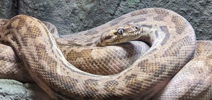 Oenpelli Python | The Animal Facts | Appearance, Diet, Habitat, Behavior