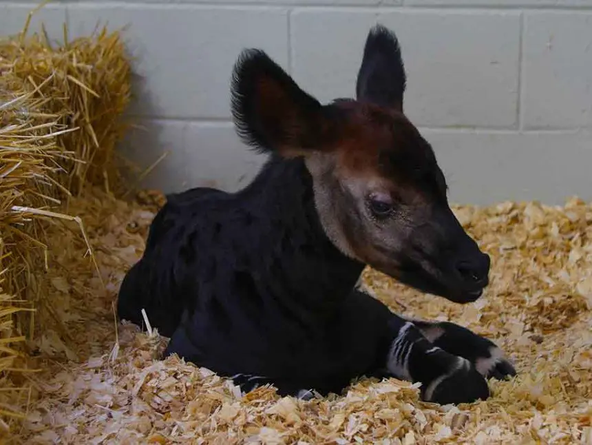Chester Zoo Welcome Rare Baby Okapi. All You Need to Know | The Animal ...