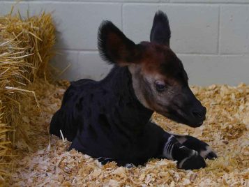 Chester Zoo Welcome Rare Baby Okapi. All You Need to Know | The Animal ...