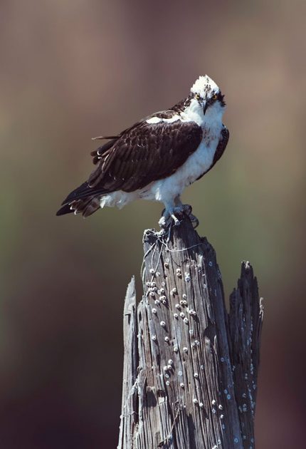 Osprey | The Animal Facts | Appearance, Diet, Habitat, Behavior, Lifespan
