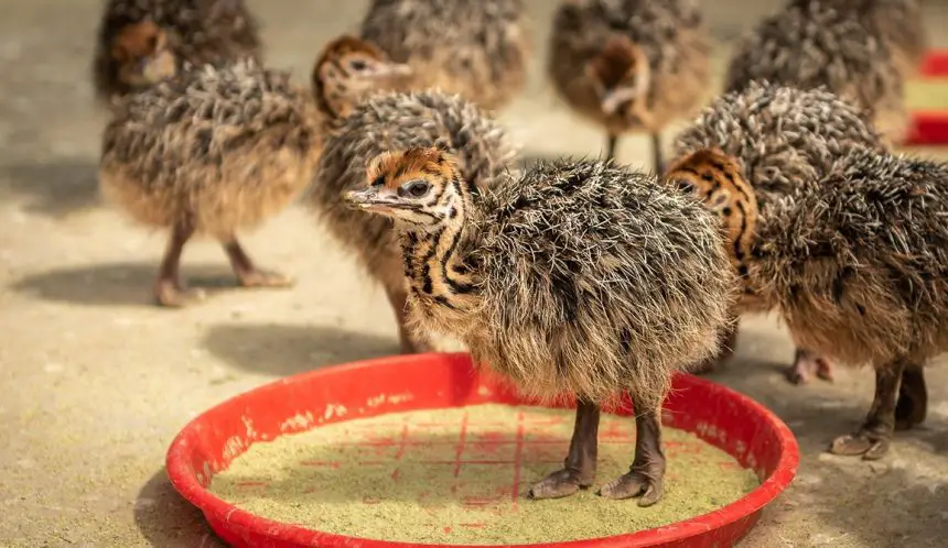 Ostrich | The Animal Facts