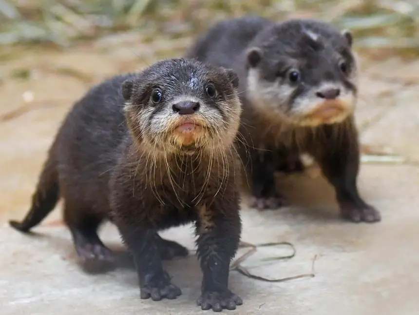 Zoo Miami Welcome North American River Otter Pups | The Animal Facts