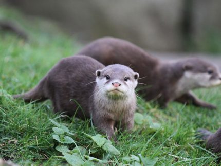 Red Panda - The Animal Facts - Facts, Apperance, Diet, Habitat, More!