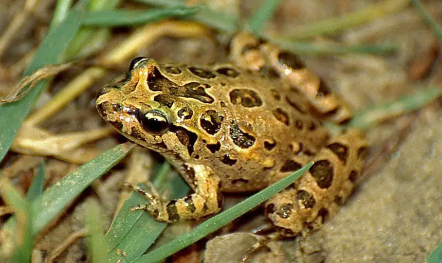 Painted Frog | The Animal Facts | Appearance, Diet, Habitat, Behavior
