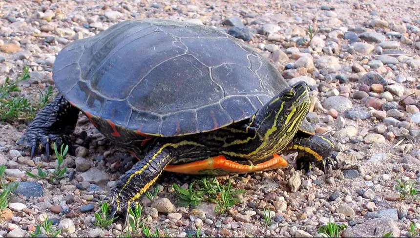 Painted Turtle | The Animal Facts | Appearance, Diet, Habiat, Behavior