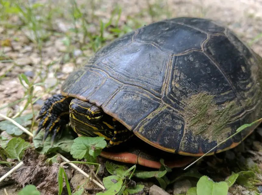 Painted Turtle | The Animal Facts | Appearance, Diet, Habiat, Behavior
