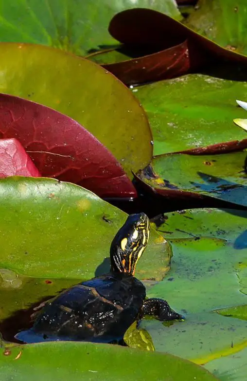 Painted Turtle | The Animal Facts | Appearance, Diet, Habiat, Behavior