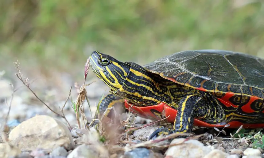 Painted Turtle | The Animal Facts | Appearance, Diet, Habiat, Behavior