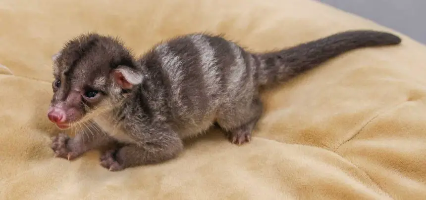 Banded Palm Civet Being Raised at Nashville Zoo | The Animal Facts