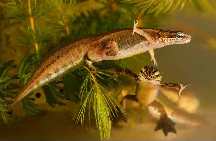 Palmate Newt | The Animal Facts | Appearance, Diet, Habitat, Lifespan