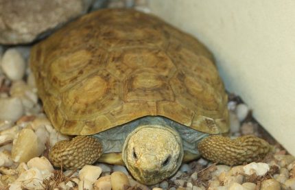 Pancake Tortoise | The Animal Facts | Appearance, Diet, Habitat, Behavior