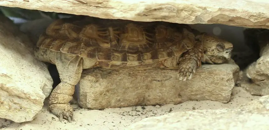 Pancake Tortoise | The Animal Facts | Appearance, Diet, Habitat, Behavior