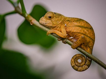 Quokka - The Animal Facts Diet, Adaptations, Behaviour, Habitat and More!