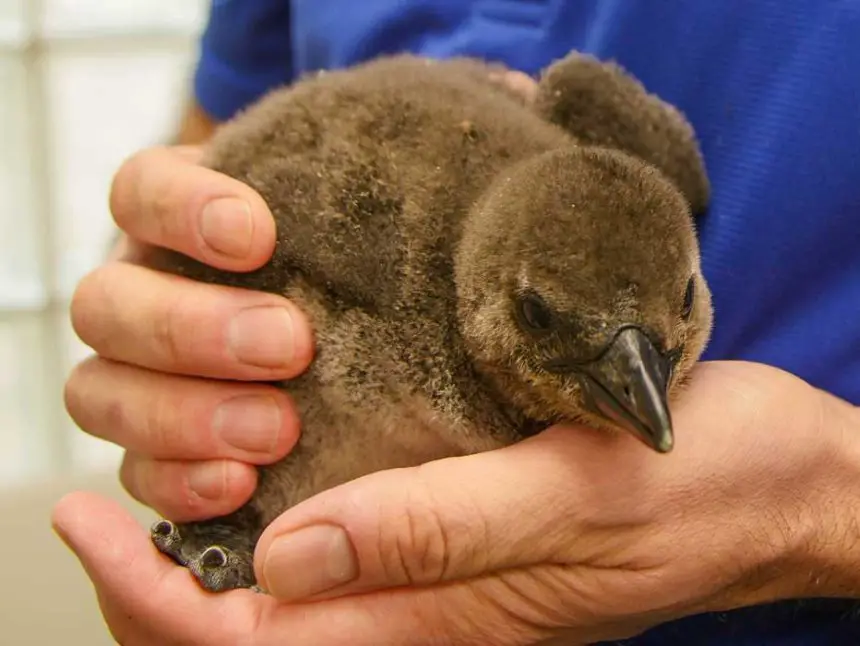 Audubon Aquarium Name Penguin Chick | The Animal Facts