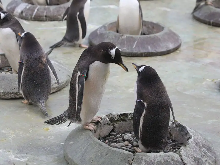 Camel - The Animal Facts