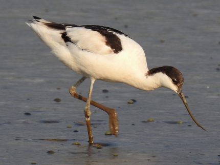 Pied Avocet | The Animal Facts | Appearance, Diet, Habitat, Behavior
