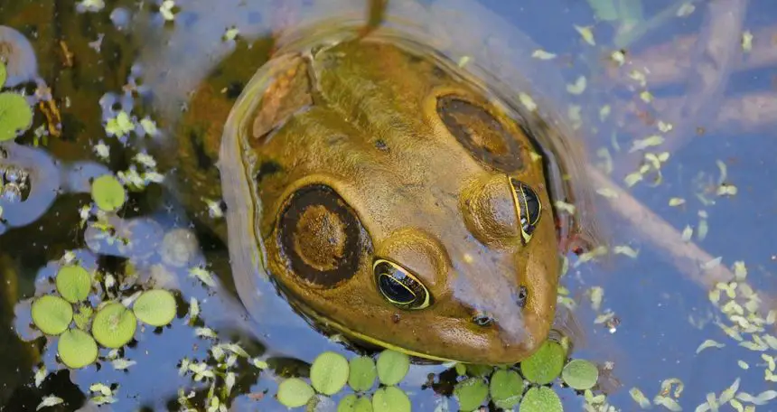 Pig Frog | The Animal Facts | Appearance, Diet, Habitat, Behavior, Range