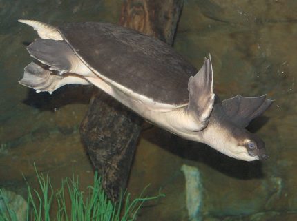 Asian Leaf Turtle | The Animal Facts | Appearance, Diet, Habitat, Behavior