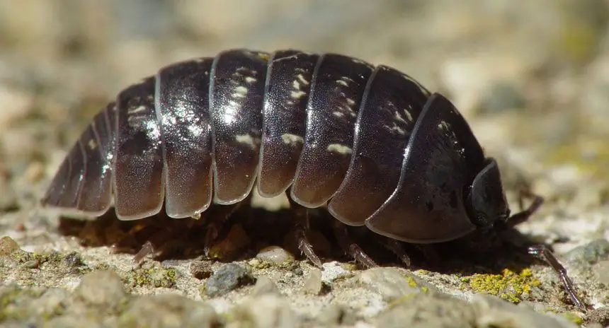 Pillbug | The Animal Facts | Appearance, Diet, Habitat, Behavior, Lifespan