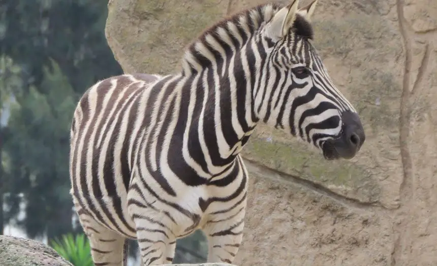 Zebra Fact File| The Animal Facts | Diet, Habitat, Species