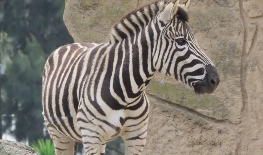 Four Zoo Atlanta Animals Find New Homes | The Animal Facts