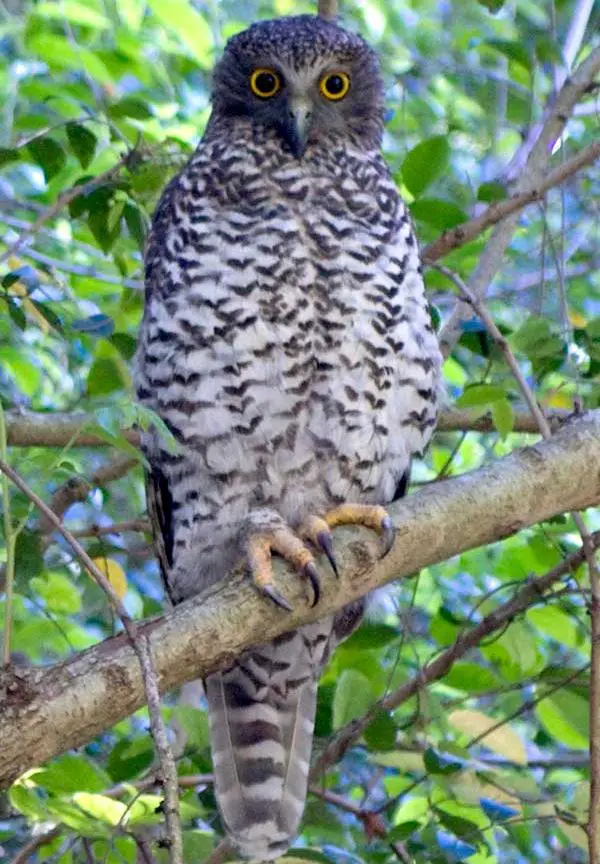 Powerful Owl | The Animal Facts | Appearance, Diet, Habitat, Behavior